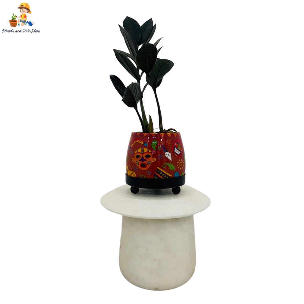 Traditional pot in 3 inches metal pot with tray - Plants and Pots Store