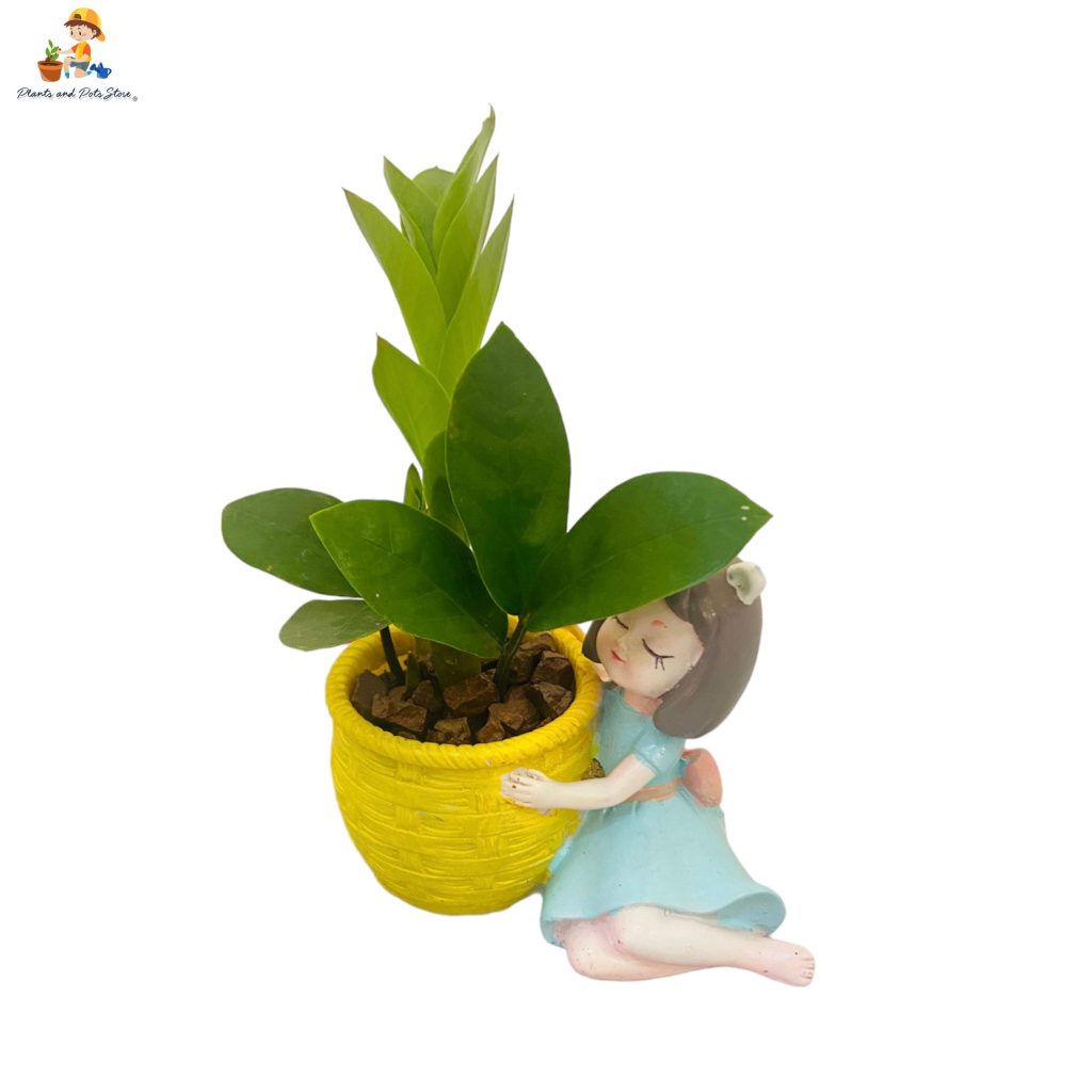 3 inch resin pot as per image with zamia plant
