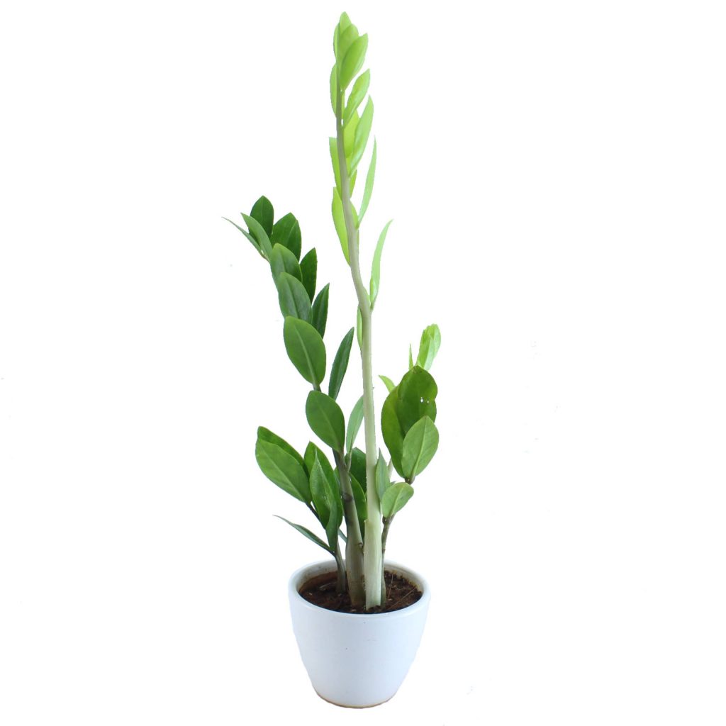 3 inches ceramic pot with zamia plant - white pot - Plants and Pots Store